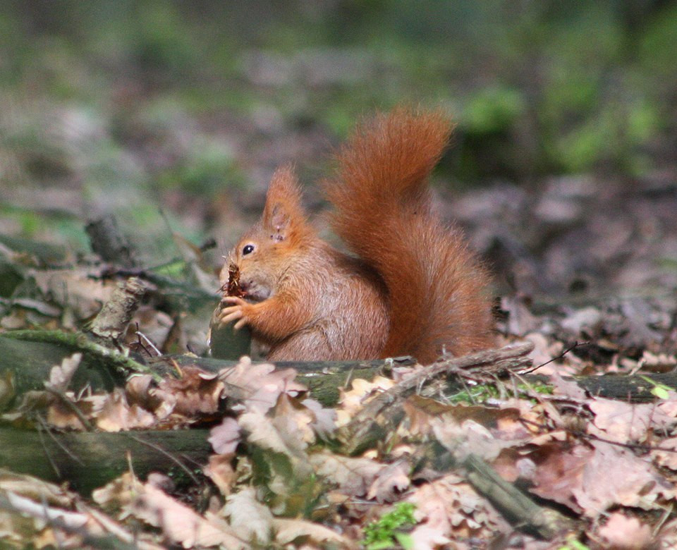 Veverky :: Život na zahradě