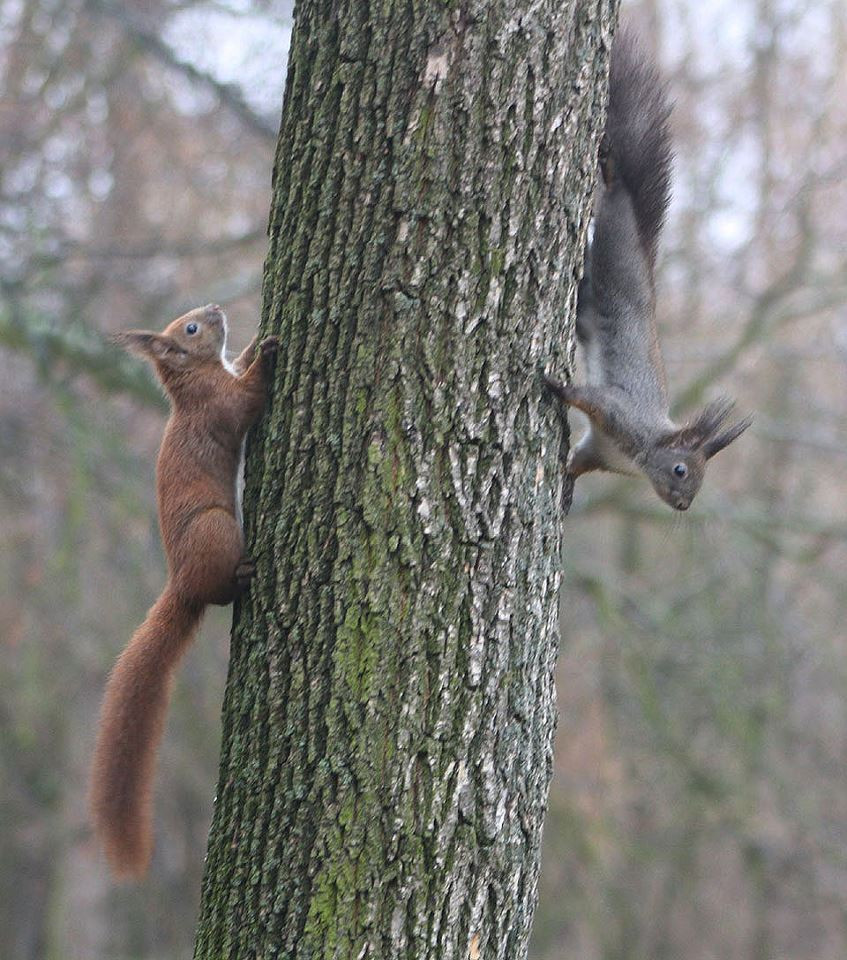 Veverky :: Život na zahradě