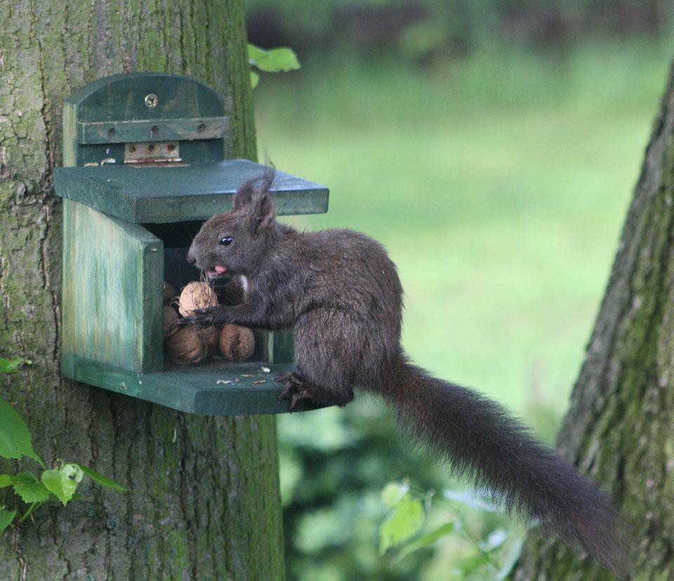Veverky :: Život na zahradě