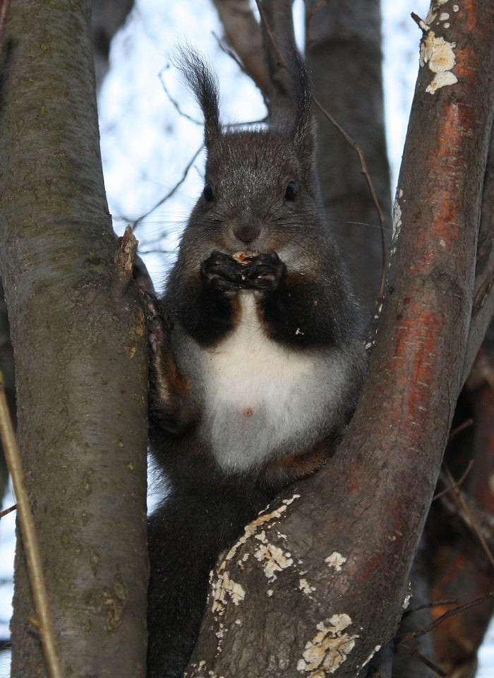Veverky :: Život na zahradě