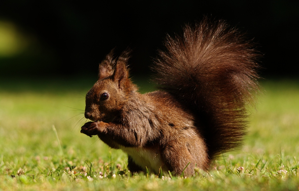 Veverky :: Život na zahradě