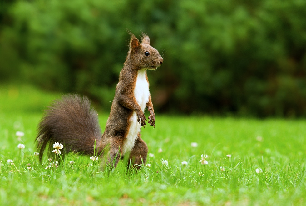 Veverky :: Život na zahradě