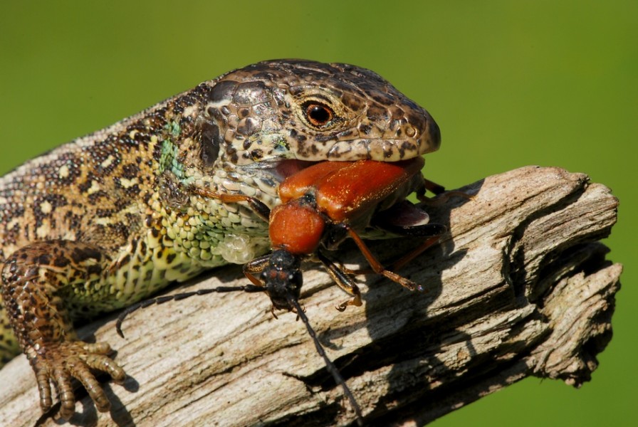 Ještěrky :: Život na zahradě